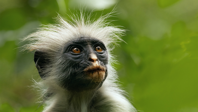 Apple TV+ announces nature docuseries 'The Secret Lives of Animals ...